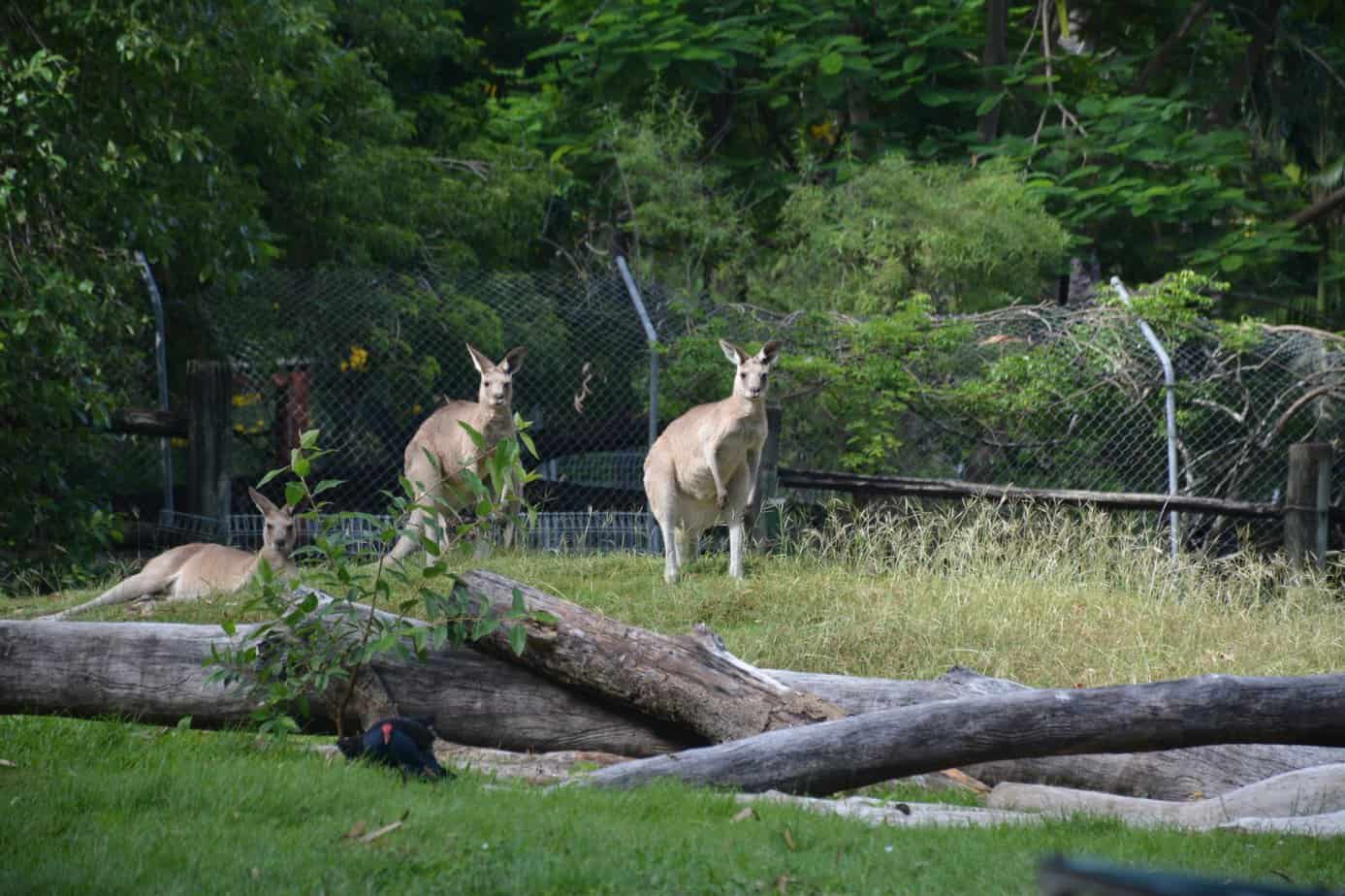 Rockhampton: tesoro natural y cultural de Australia - Copywrite Colombia