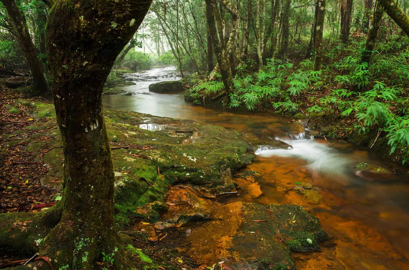 Springbrook: maravilla natural de Australia - Copywrite Colombia ...