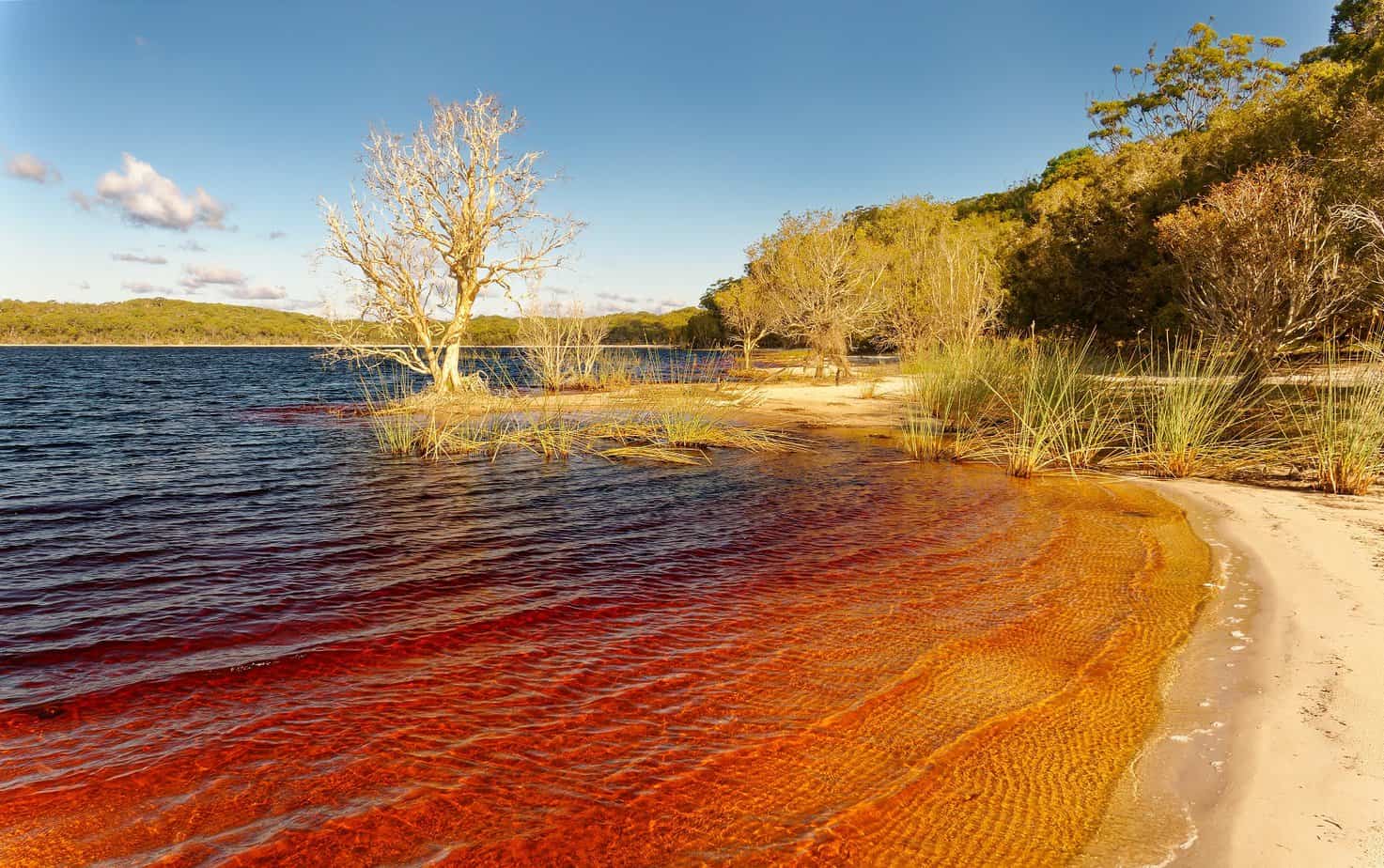 Fraser Island: la isla paradisiaca en Australia
