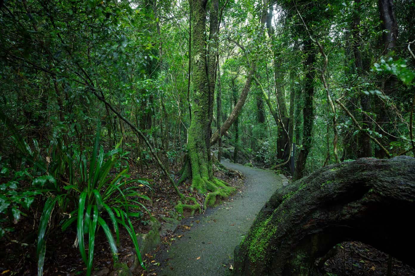 Springbrook: maravilla natural de Australia - Copywrite Colombia ...
