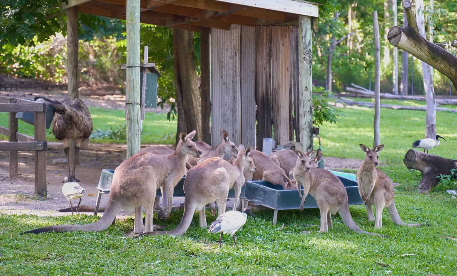 Rockhampton: tesoro natural y cultural de Australia - Copywrite Colombia