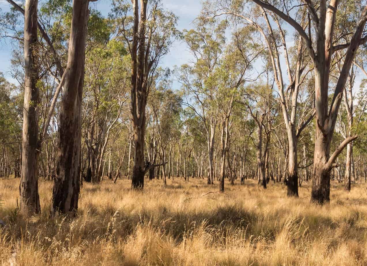 Shepparton: Un Oasis de Verdor y Agricultura en Victoria, Australia ...